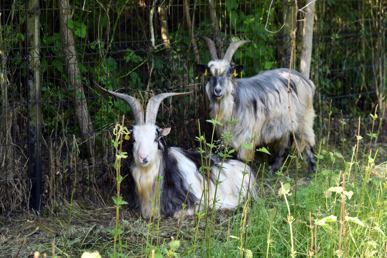 Des pratiques écologiques pour préserver la biodiversité sur les sites ...